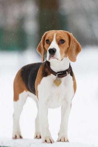 14 Winter Facts About Beagles You Never Know - PetPress