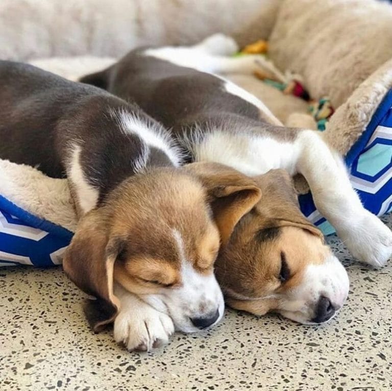 14 Cute Pictures Proving That Beagles Can Be the True Friends - PetPress