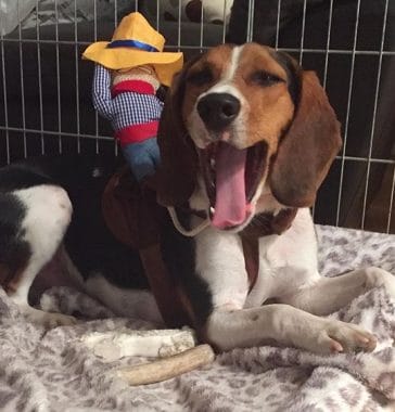 14 Funny Halloween Costumes for Beagles - PetPress