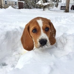 14 Winter Facts About Beagles You Never Know - PetPress
