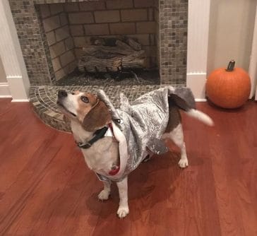 14 Funny Halloween Costumes for Beagles - Page 2 of 3 - PetPress