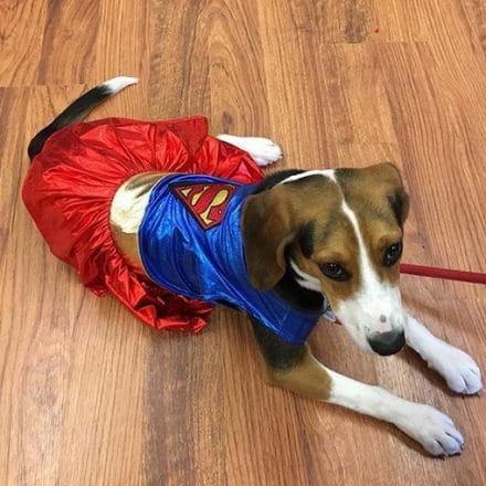 14 Funny Halloween Costumes for Beagles - Page 2 of 3 - PetPress