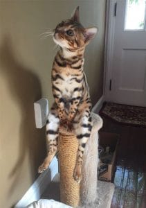 14 Unexpected Facts About Bengal Cats - Page 2 of 3 - PetPress