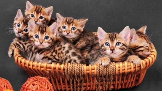 14 Unexpected Facts About Bengal Cats - PetPress