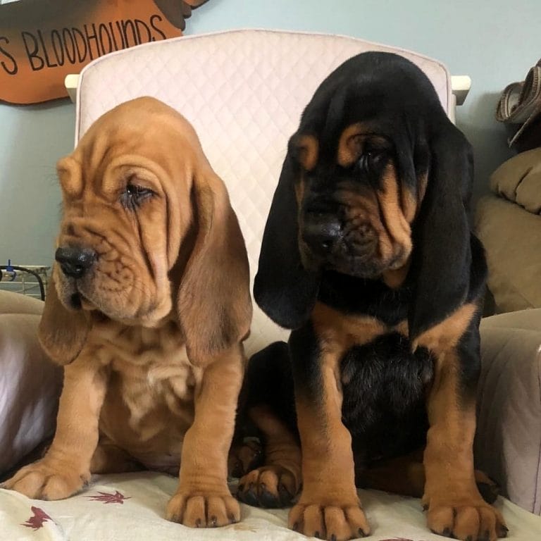 14 Gorgeous Facts About Bloodhounds - PetPress