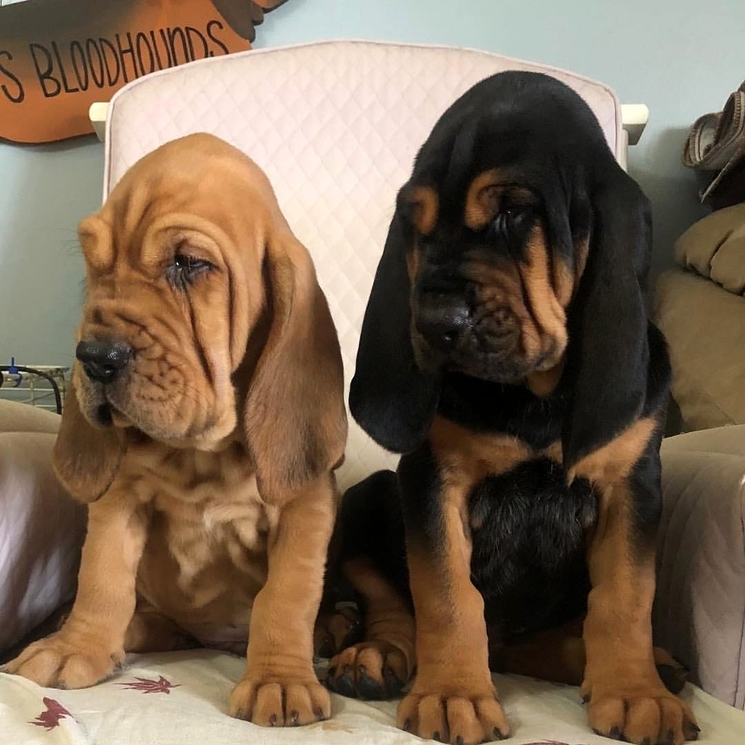 14 Gorgeous Facts About Bloodhounds - PetPress