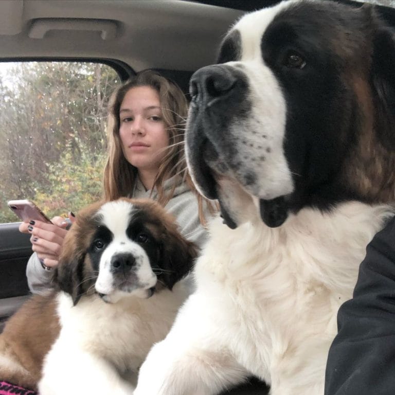 14 Huge Facts About Massive Saint Bernards - PetPress