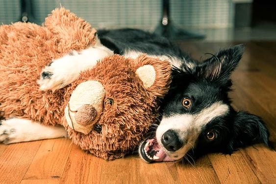 14 Funny Collies With Different Toys - PetPress