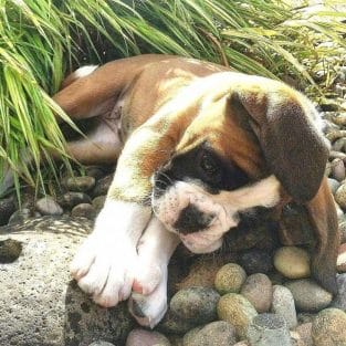 14 Powerful Reasons Why Having a Boxer Can Change Your Life - PetPress