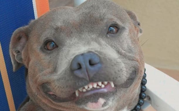 14 Cool Facts About Bull Terriers - PetPress