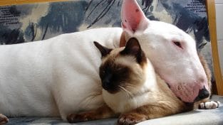 14 Reasons to Fall In Love With English Bull Terriers - PetPress