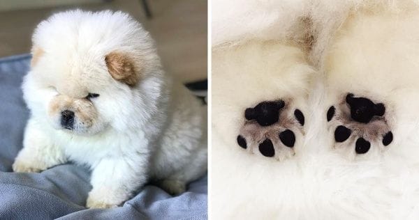 14 Facts Only Chow Chow Parents Understand - PetPress