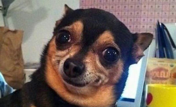 14 Best Chihuahua Memes - Page 3 of 4 - PetPress