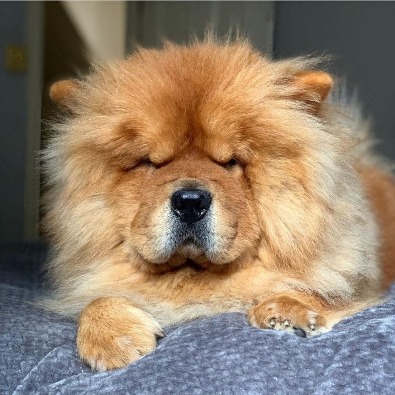 14 Pictures Proving That Chow Chow Is The Best Dog In The World - PetPress