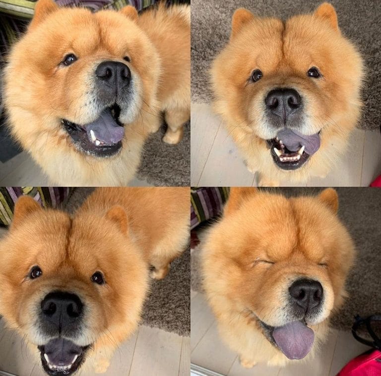 14 Fascinating Photos Of Chow Chow To Make Your Day - PetPress