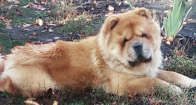 14 Things Chow Chow Do Every Day - PetPress