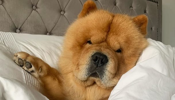 14 Interesting Facts About Chow Chow - PetPress