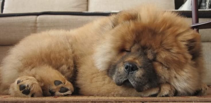 14 Facts Only Chow Chow Parents Understand - PetPress