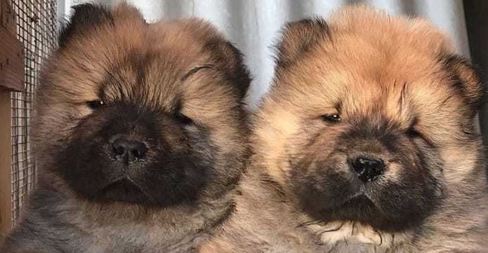 14 Photos Of Chow Chow Which You Want To Hug - PetPress