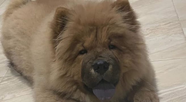 15 Things Only Chow Chow Owners Would Understand - PetPress