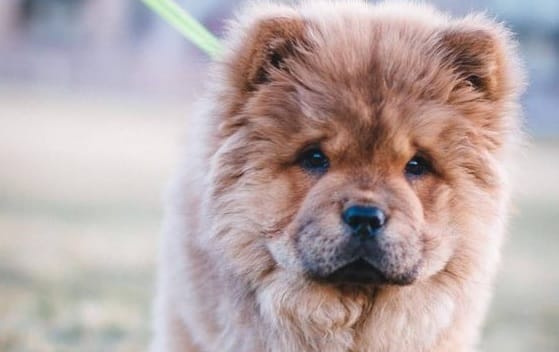 14 Stunning Photos of Chow Chow Who Will Entrance in Your Soul - PetPress