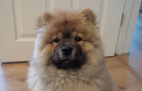 14 Adorable Chow Chow That Will Make You Smile - PetPress