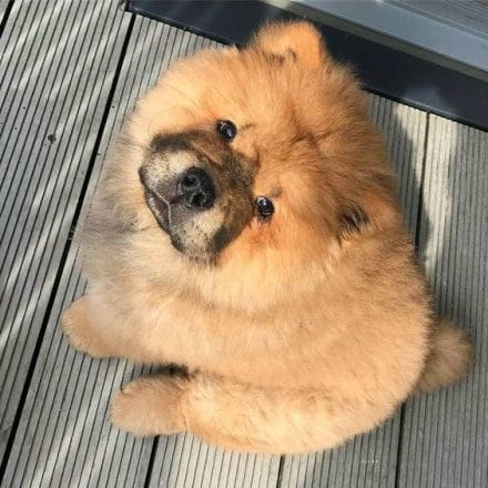 14 Fluffy Facts About Lovely Chow Chow - PetPress