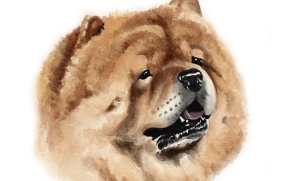 15 Things Only Chow Chow Owners Will Understand - PetPress