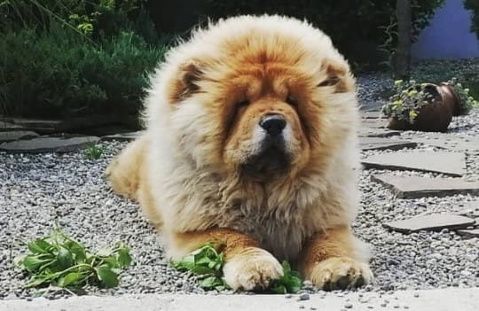 14 Facts About Chinese Lions – Chow Chow - PetPress