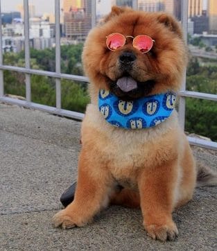 14 Stunning Photos of Chow Chow Who Will Entrance in Your Soul - Page 2 ...