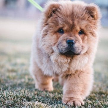 14 Stunning Photos of Chow Chow Who Will Entrance in Your Soul - PetPress