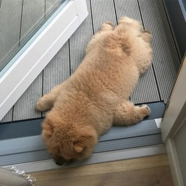 14 Stunning Photos of Chow Chow Who Will Entrance in Your Soul - Page 2 ...