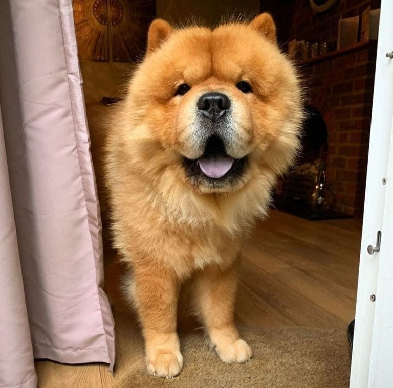 14 Fascinating Photos Of Chow Chow To Make Your Day - Page 2 of 3 ...