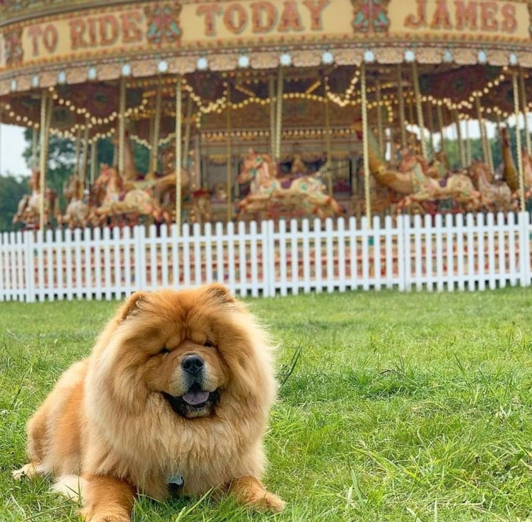 14 Pictures Proving That Chow Chow Is The Best Dog In The World - Page ...