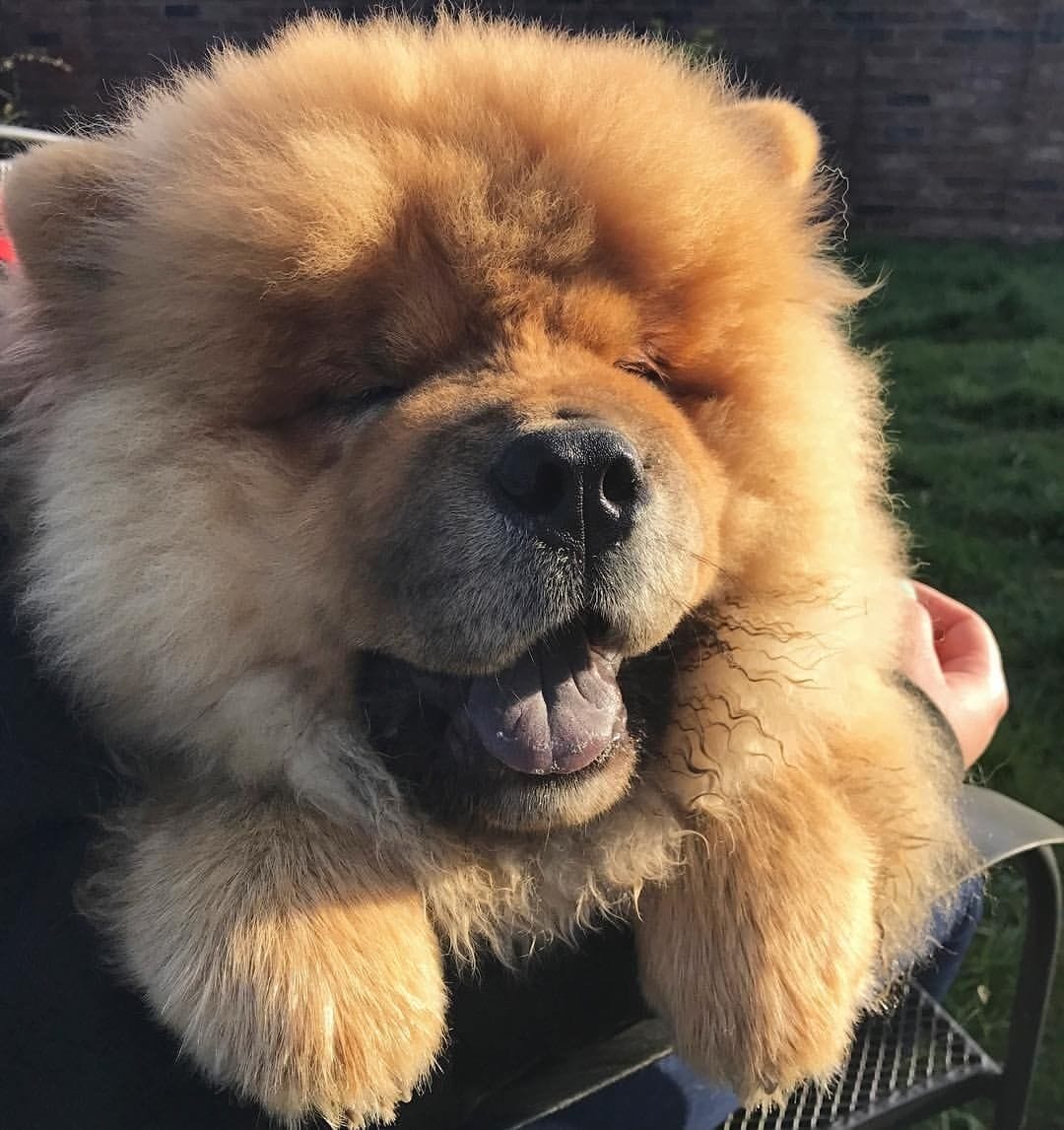14 Pictures Proving That Chow Chow Is The Best Dog In The World - Page ...