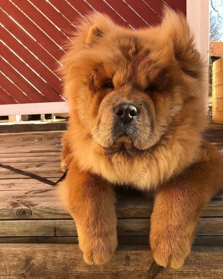 14 Photos Of Chow Chow Which You Want To Hug - PetPress