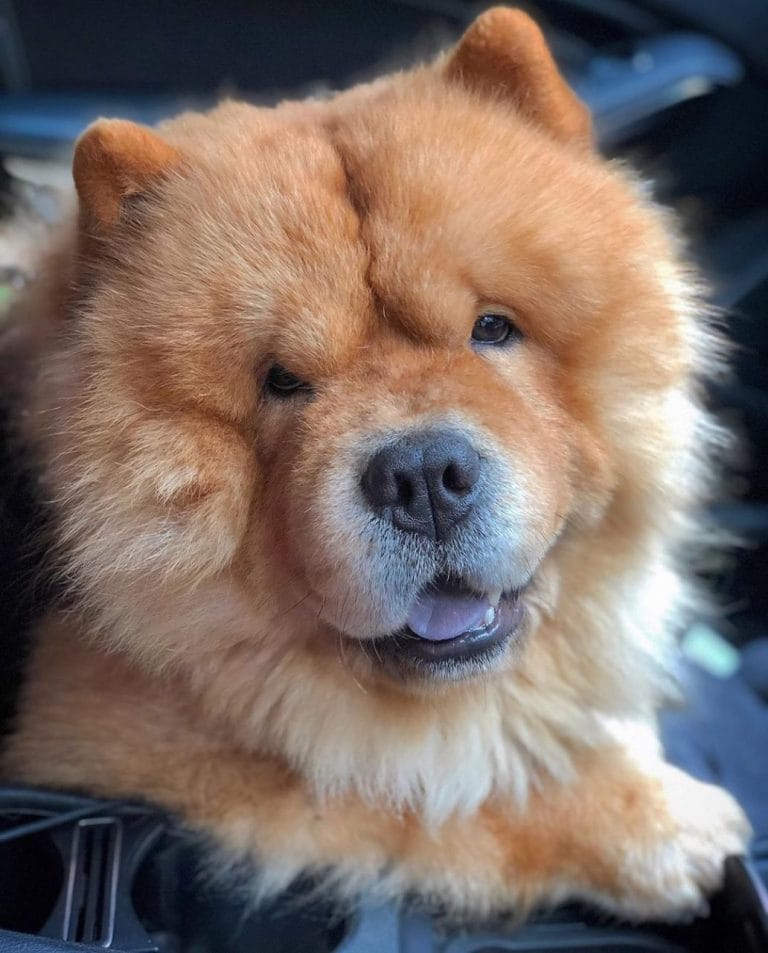 14 Fascinating Photos Of Chow Chow To Make Your Day - PetPress