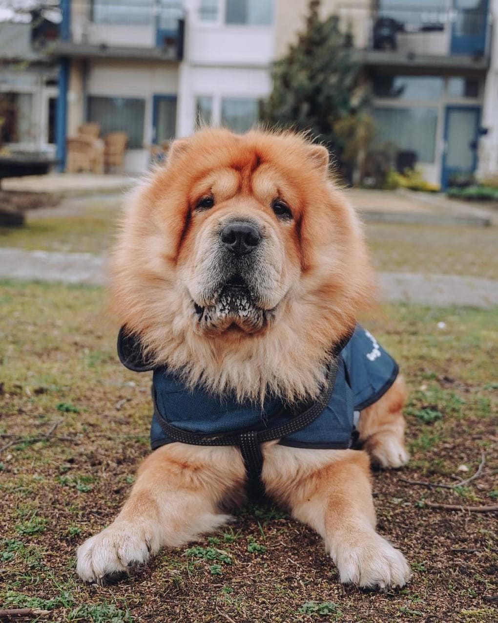 14 Photos Of Chow Chow Which You Want To Hug - PetPress