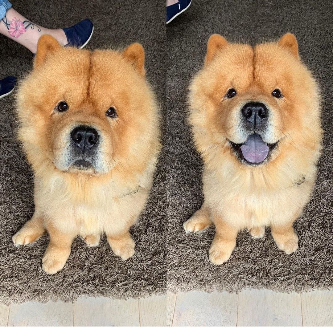 14 Fascinating Photos Of Chow Chow To Make Your Day - PetPress
