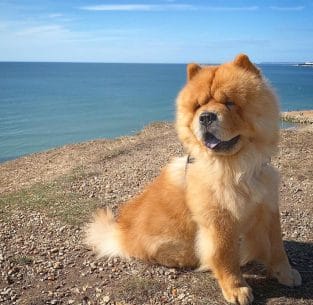 14 Fascinating Photos Of Chow Chow To Make Your Day - PetPress