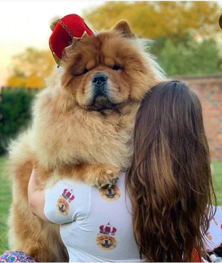14 Pictures Proving That Chow Chow Is The Best Dog In The World - PetPress