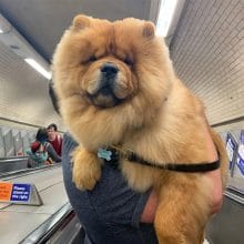 14 Photos Of Chow Chow Which You Want To Hug - PetPress
