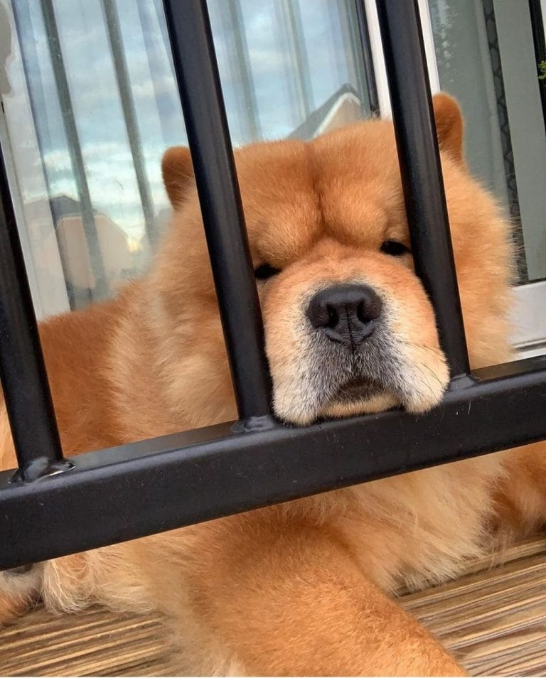 14 Fascinating Photos Of Chow Chow To Make Your Day - Page 2 of 3 ...