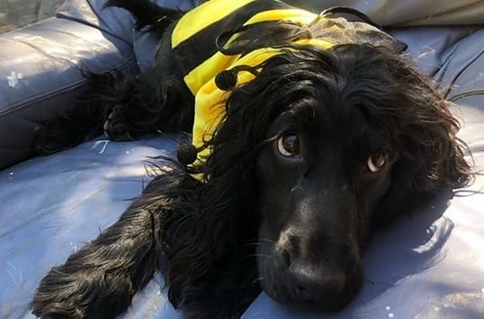 14 Halloween Costume Ideas For Cocker Spaniels - PetPress