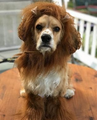 14 Halloween Costume Ideas For Cocker Spaniels - PetPress