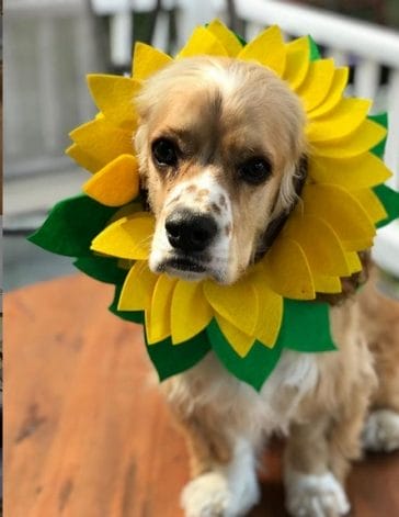 14 Halloween Costume Ideas For Cocker Spaniels - PetPress
