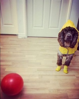 14 Halloween Costume Ideas For Cocker Spaniels - PetPress