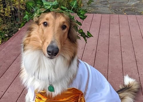 14 Halloween Costume Ideas for Collies - PetPress
