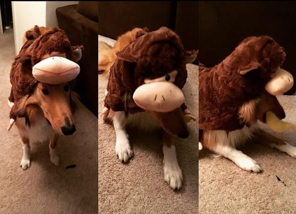14 Halloween Costume Ideas for Collies - PetPress