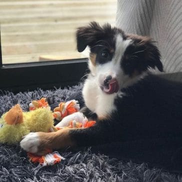 14 Funny Collies With Different Toys - PetPress